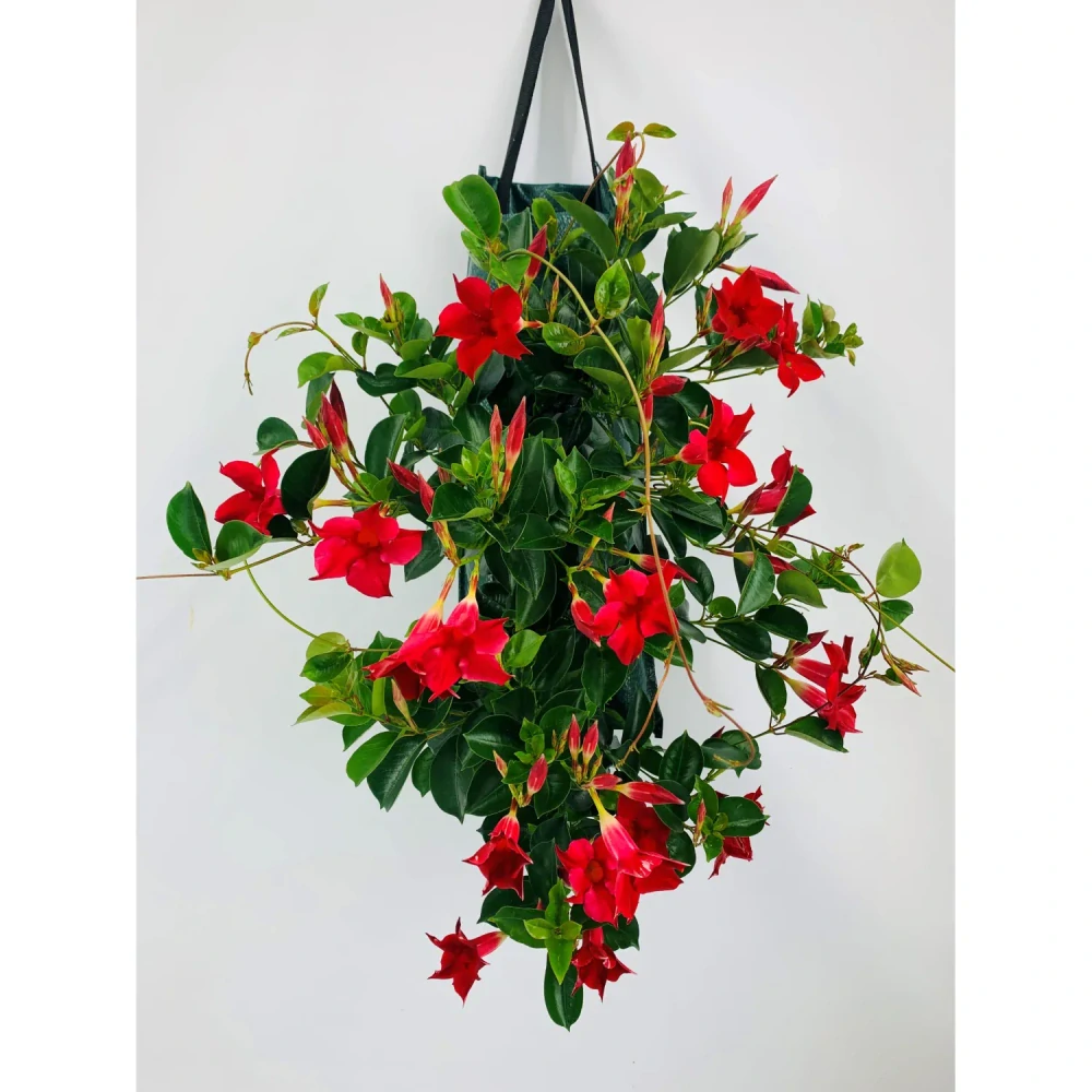 Mandevilla sanderi | Zahradnictví Krkoška - Bylinky, květiny, sazenice ...